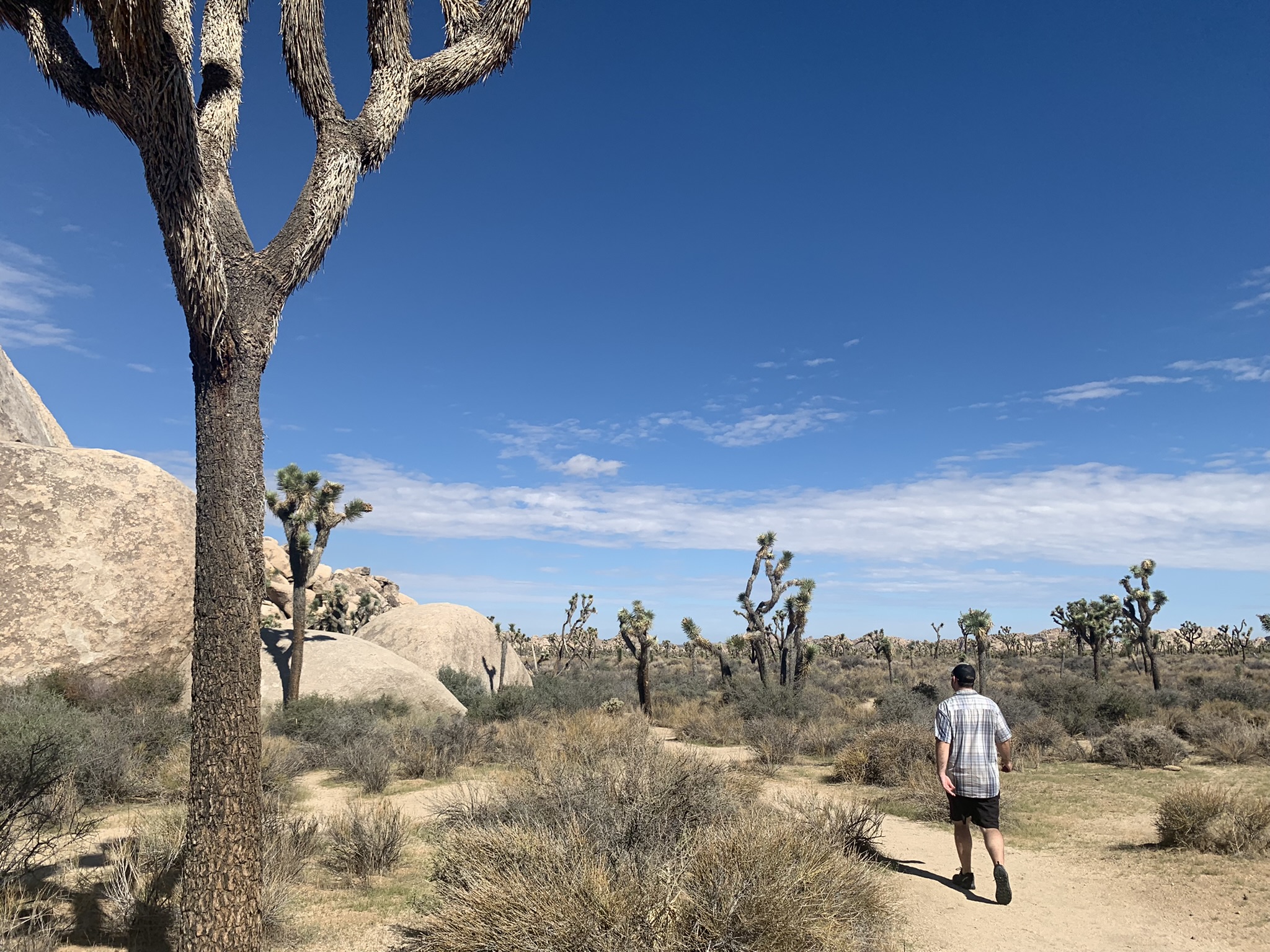 Joshua Tree – lynnette therese sauer