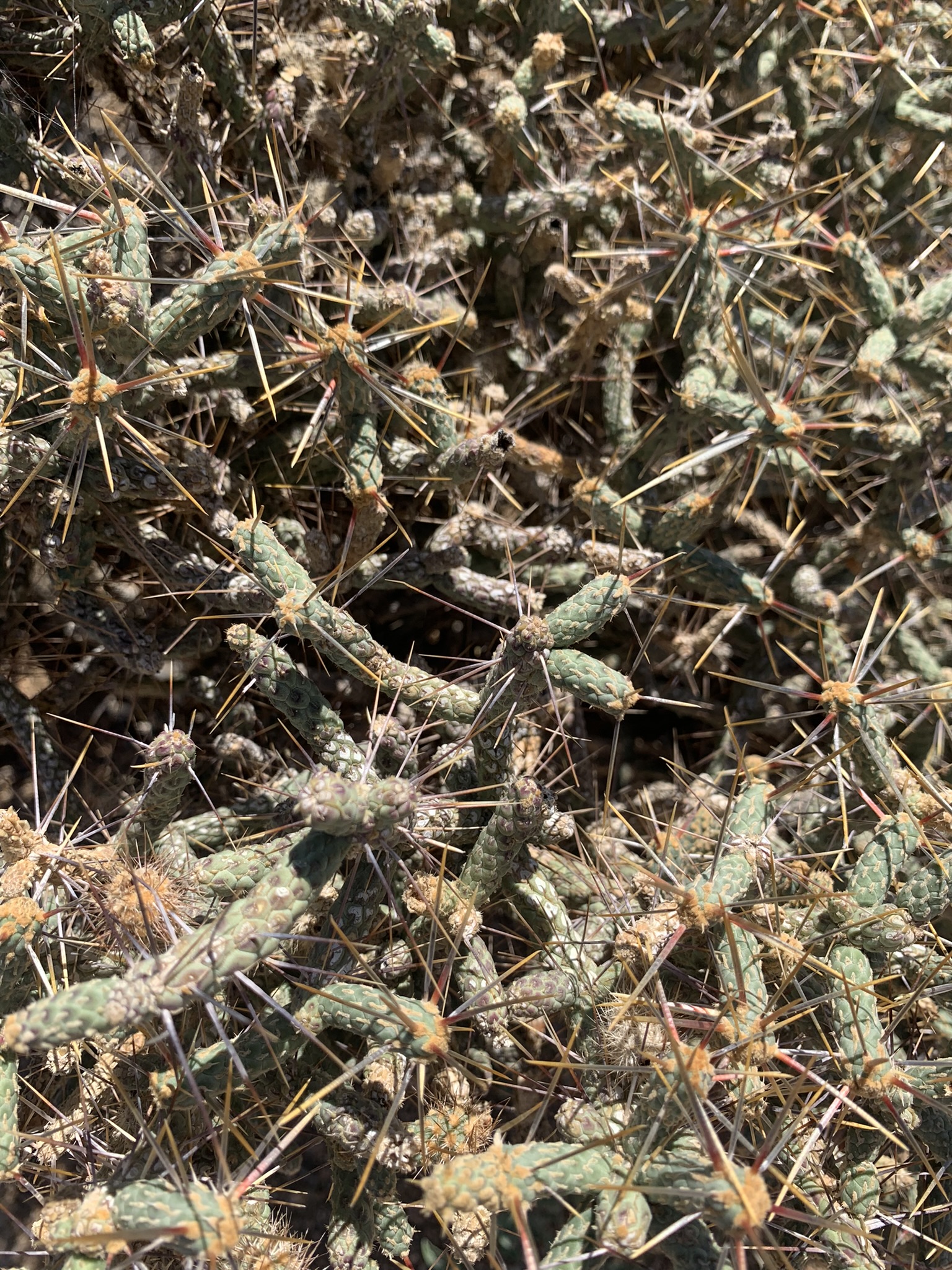 Joshua Tree – lynnette therese sauer