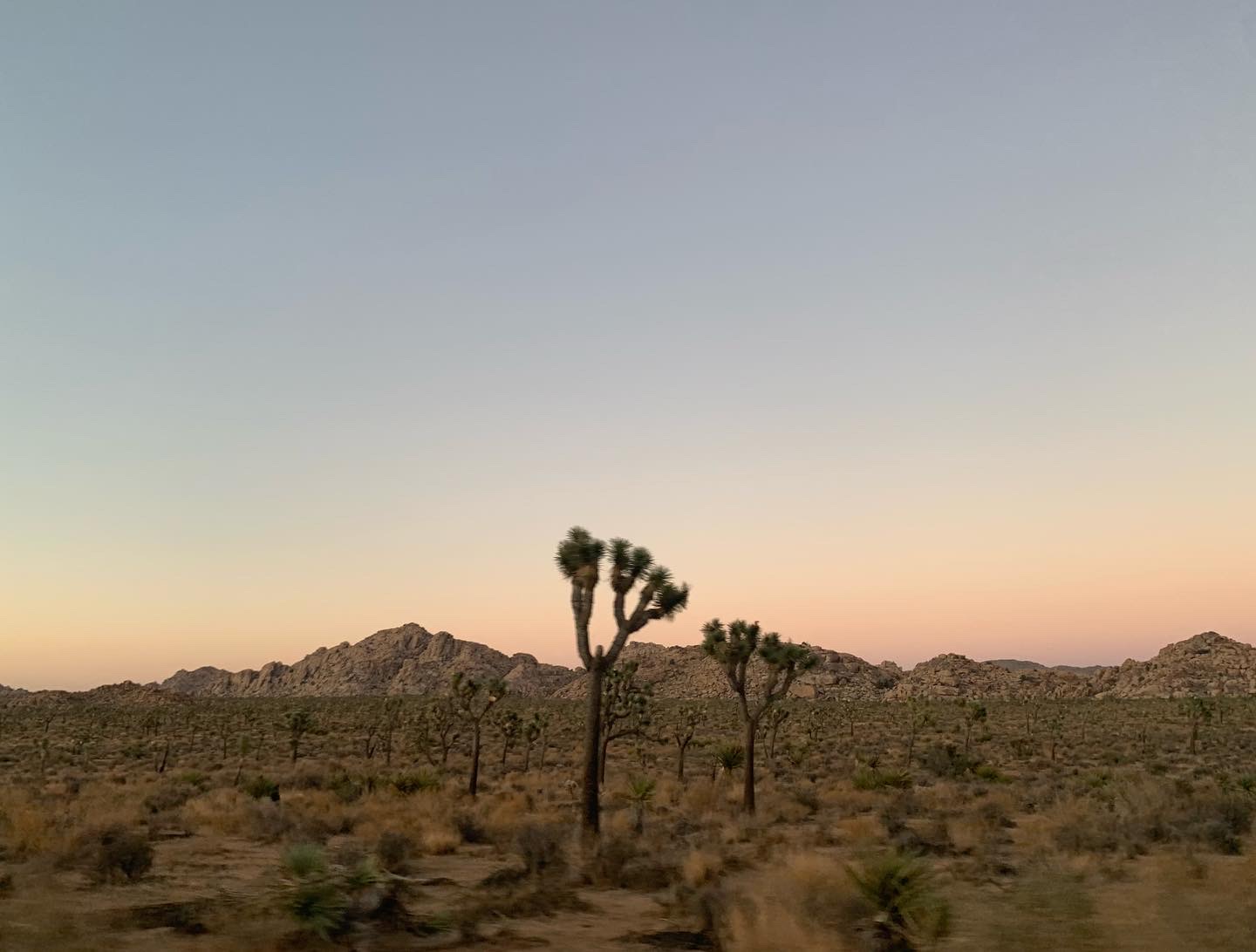 Joshua Tree – lynnette therese sauer
