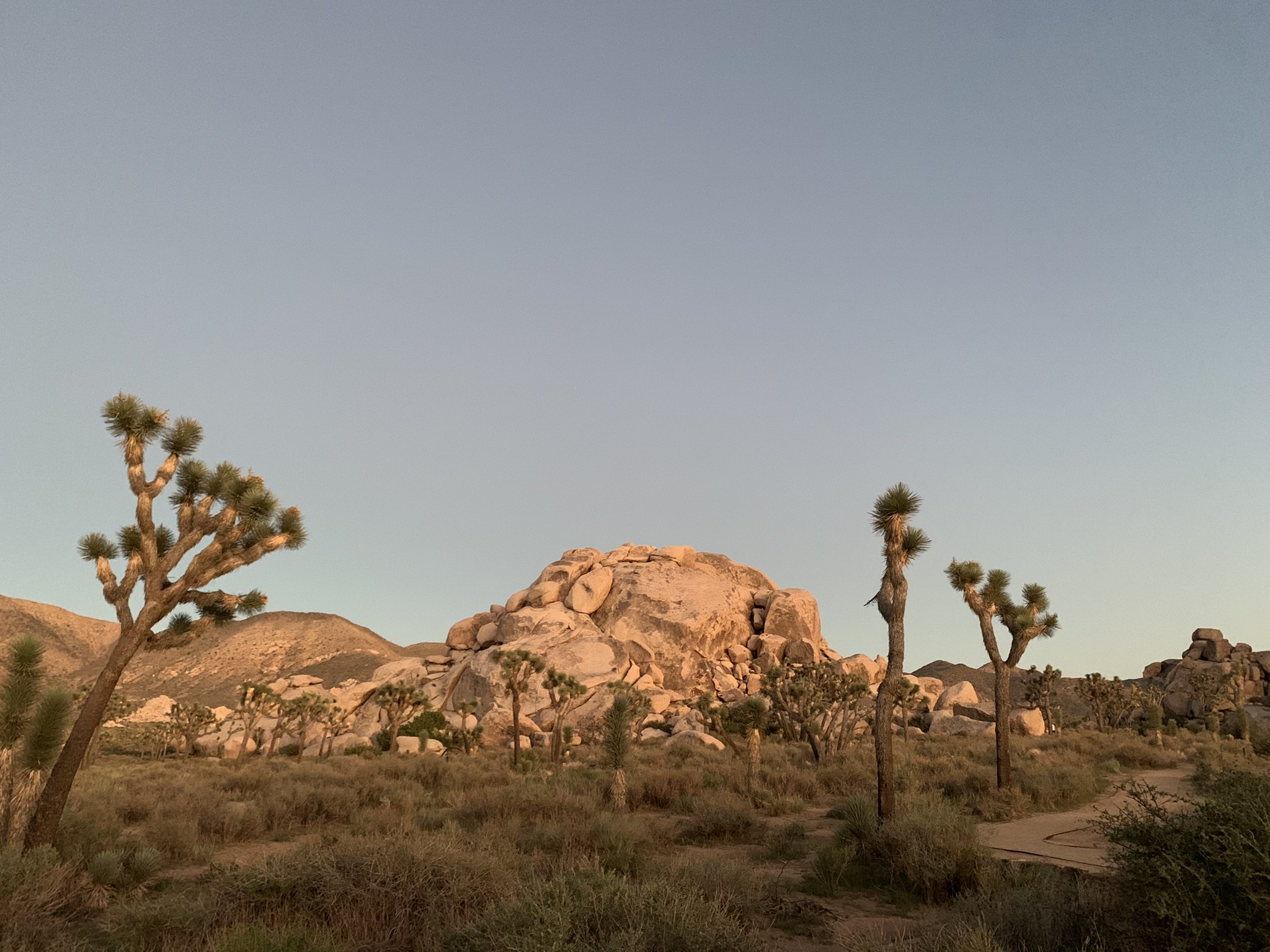 Joshua Tree – lynnette therese sauer