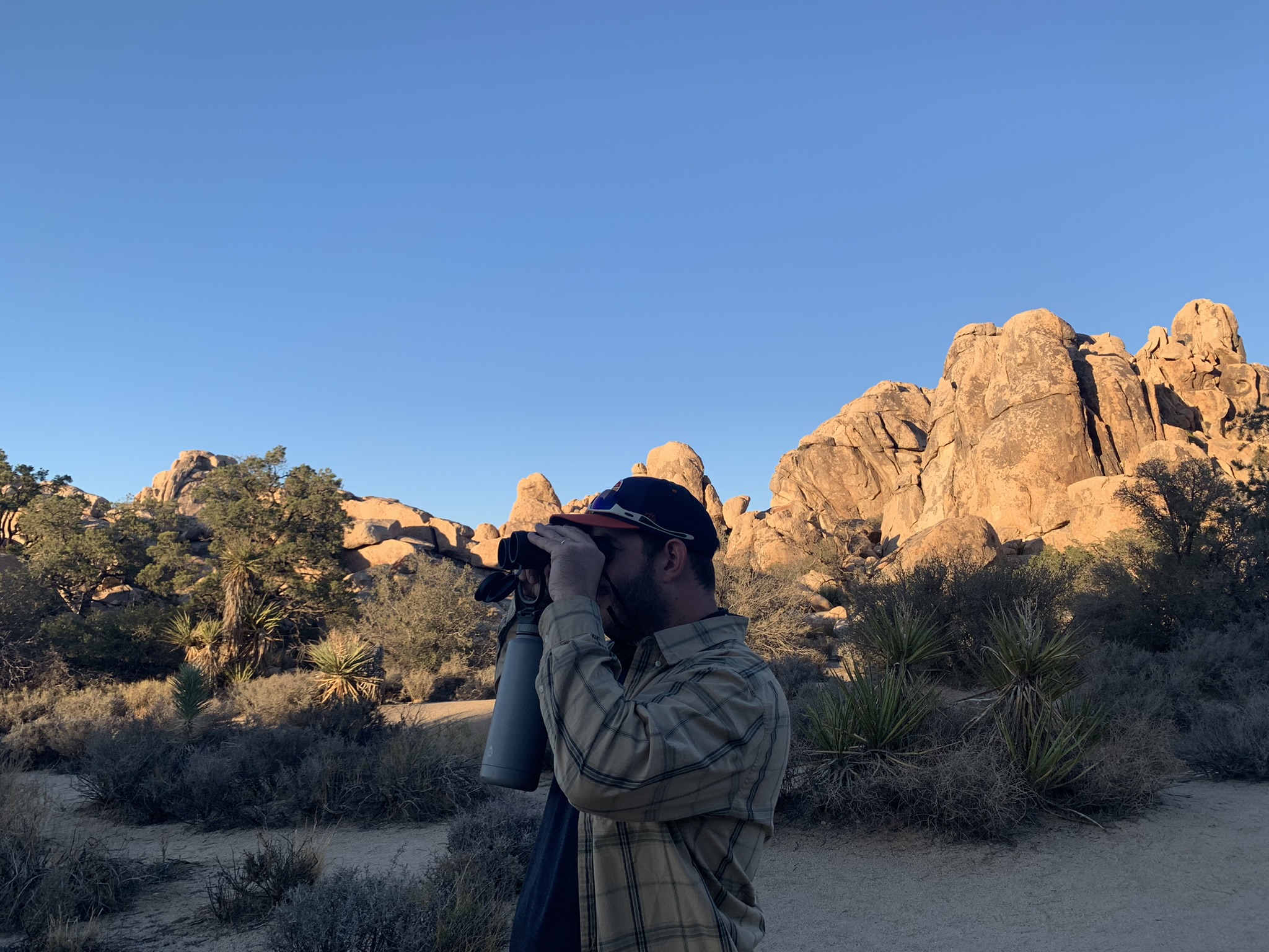 Joshua Tree – lynnette therese sauer