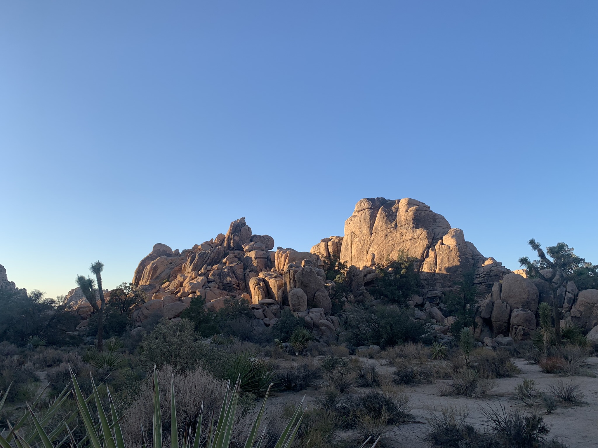 Joshua Tree – lynnette therese sauer